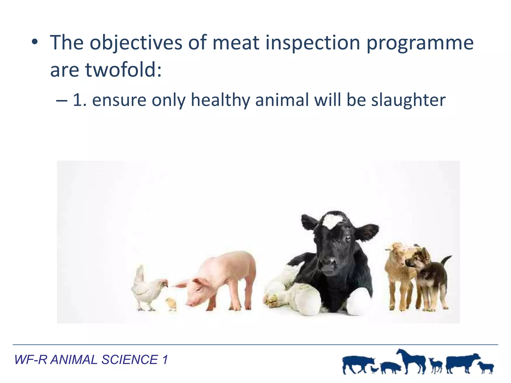 Meat Inspection Procedures | PPTX