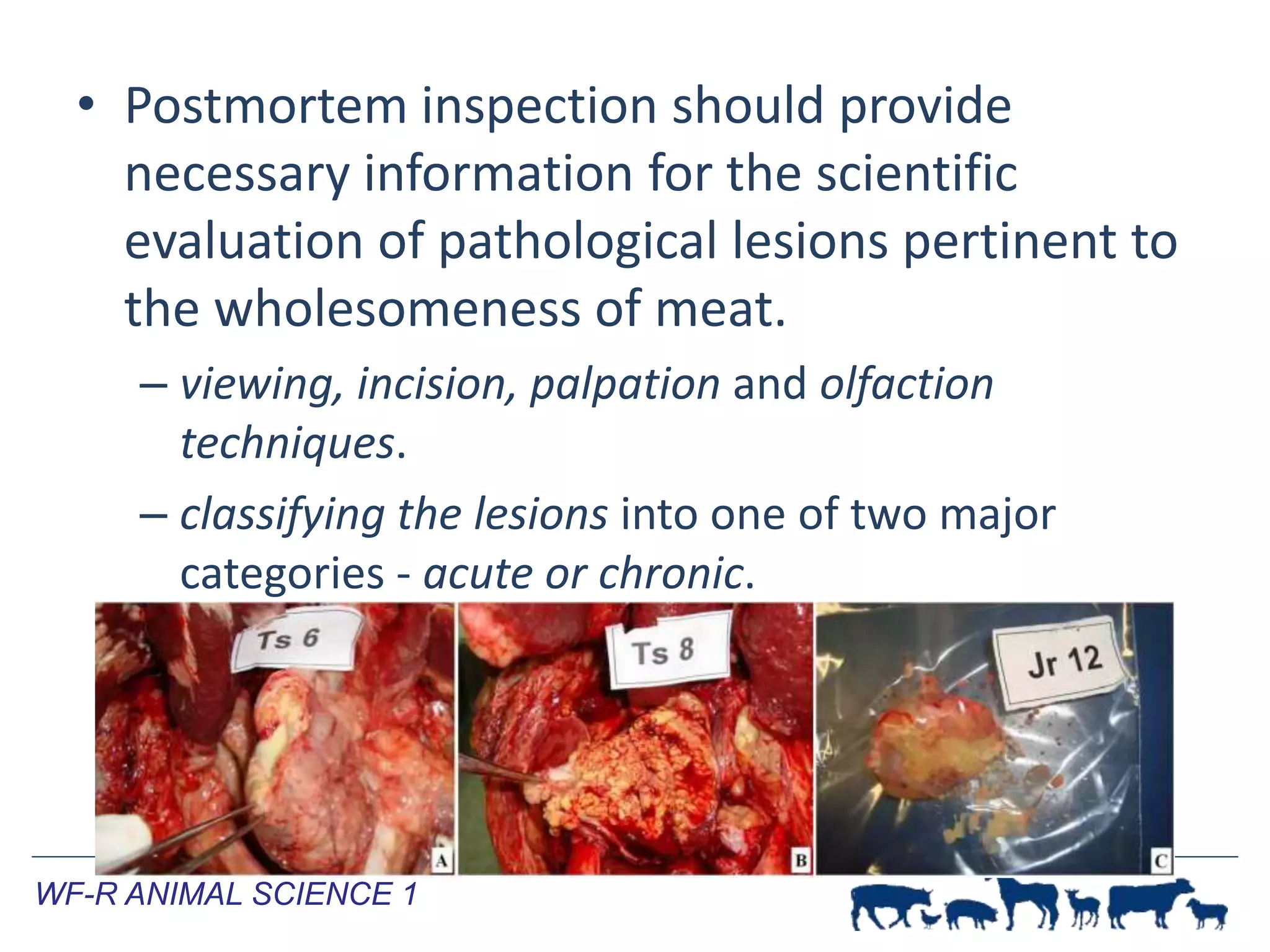 Meat Inspection Procedures | PPTX