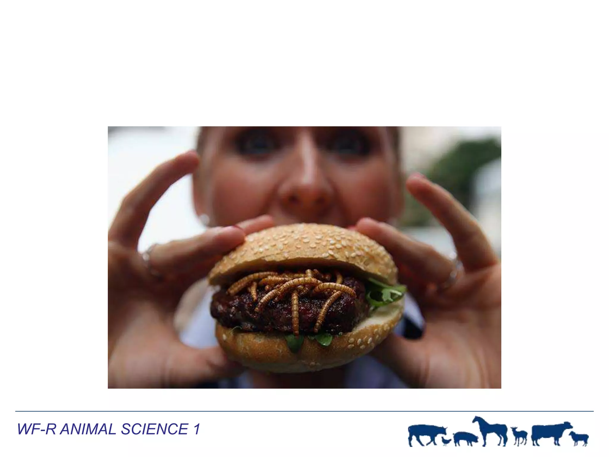 Meat Inspection Procedures | PPTX