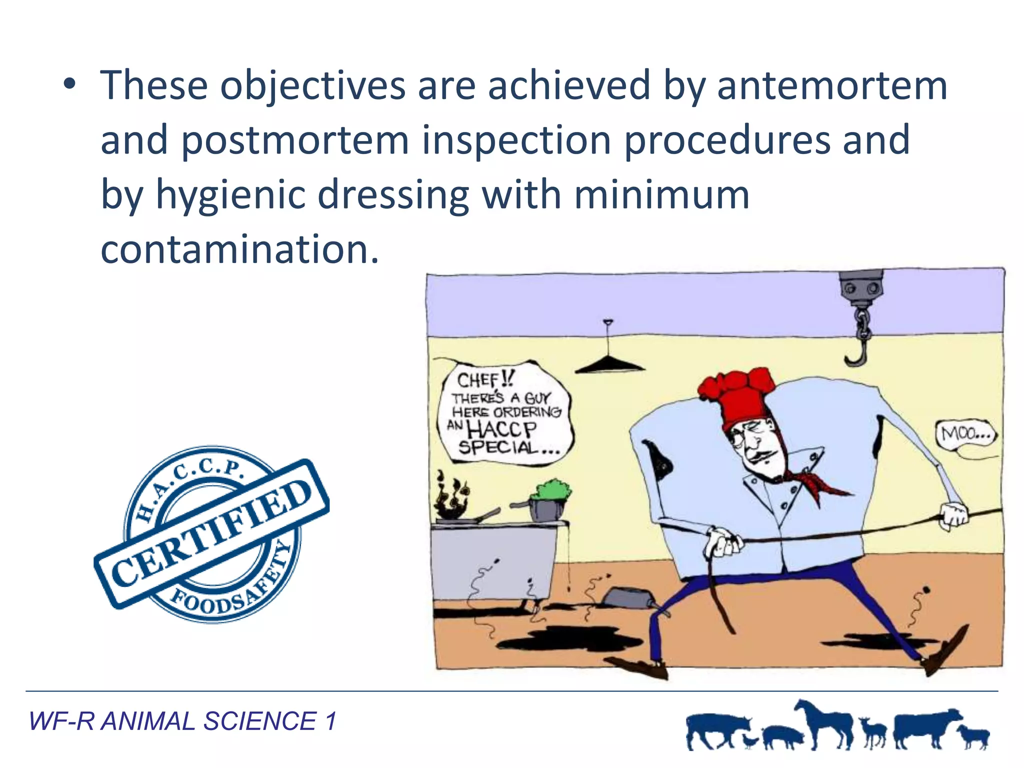 Meat Inspection Procedures | PPTX