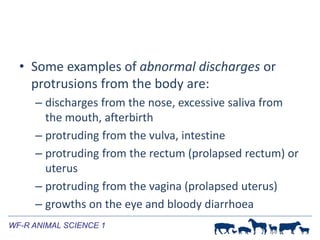 Meat Inspection Procedures | PPTX