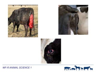 Meat Inspection Procedures | PPTX
