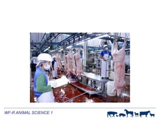 Meat Inspection Procedures | PPTX