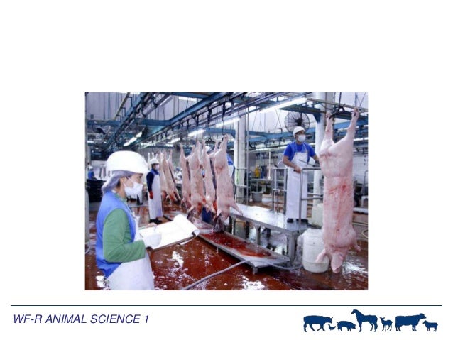 Meat Inspection Procedures