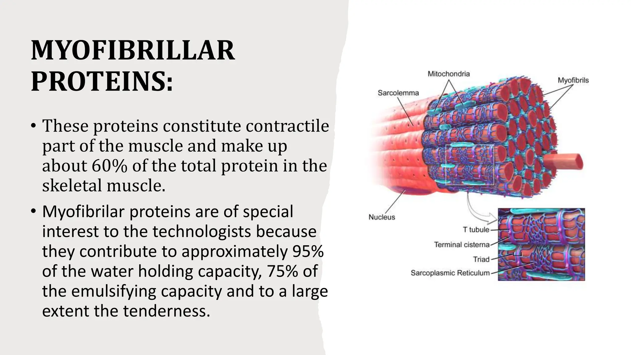MEAT MUSCLE PROTEINS. Premraja N.pptx