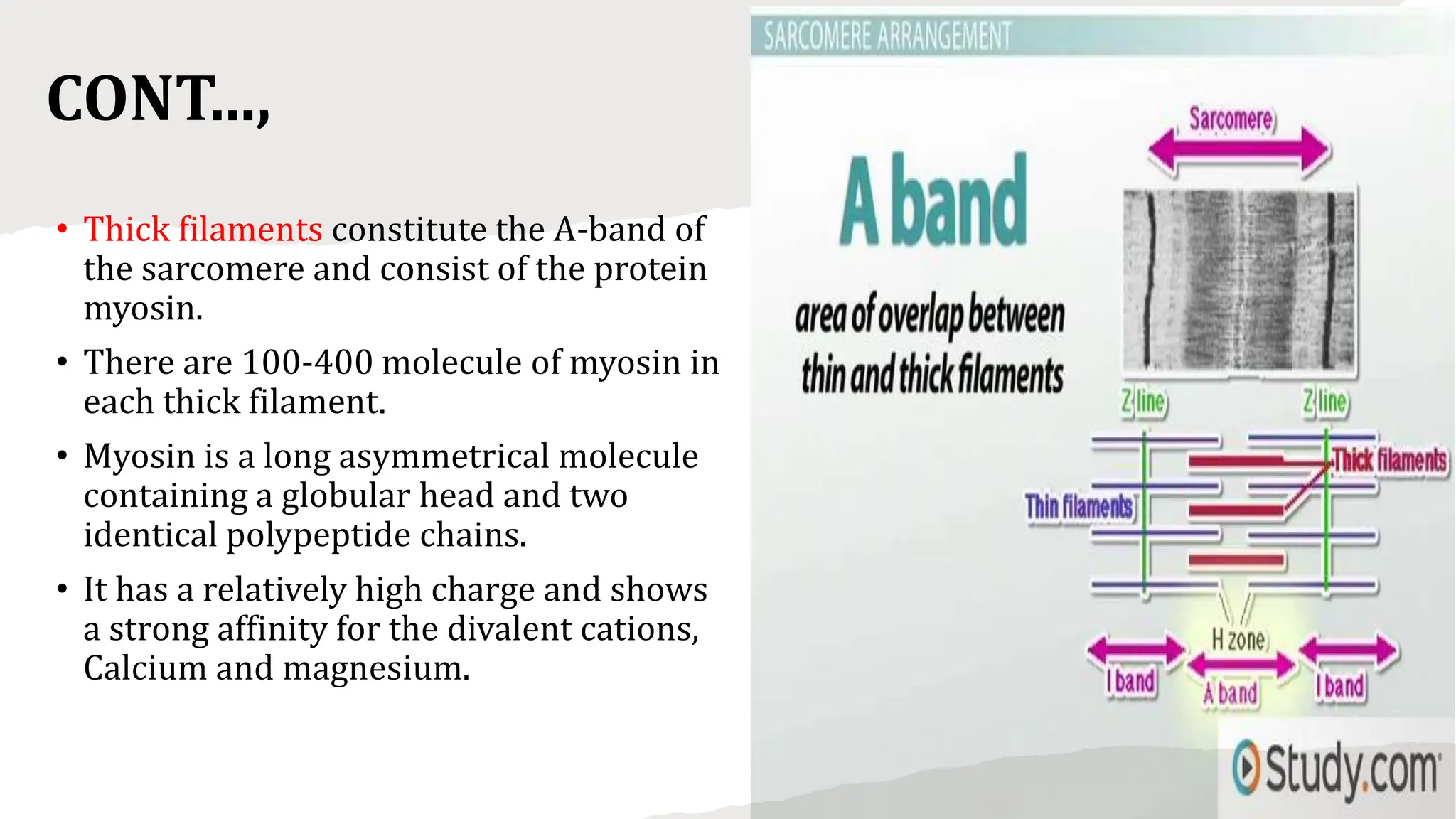 MEAT MUSCLE PROTEINS. Premraja N.pptx
