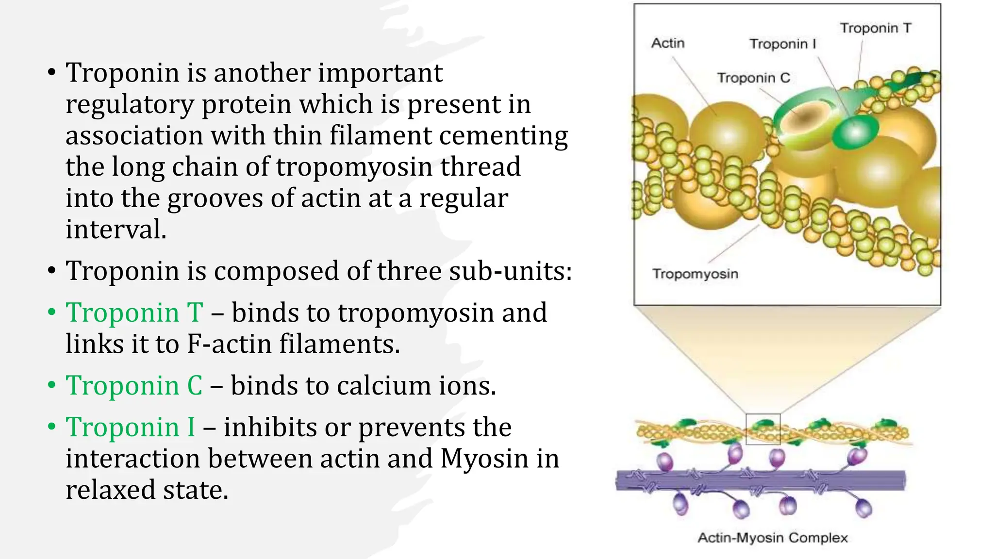 MEAT MUSCLE PROTEINS. Premraja N.pptx