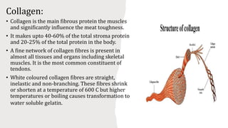 MEAT MUSCLE PROTEINS. Premraja N.pptx