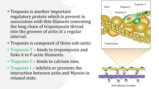 MEAT MUSCLE PROTEINS. Premraja N.pptx