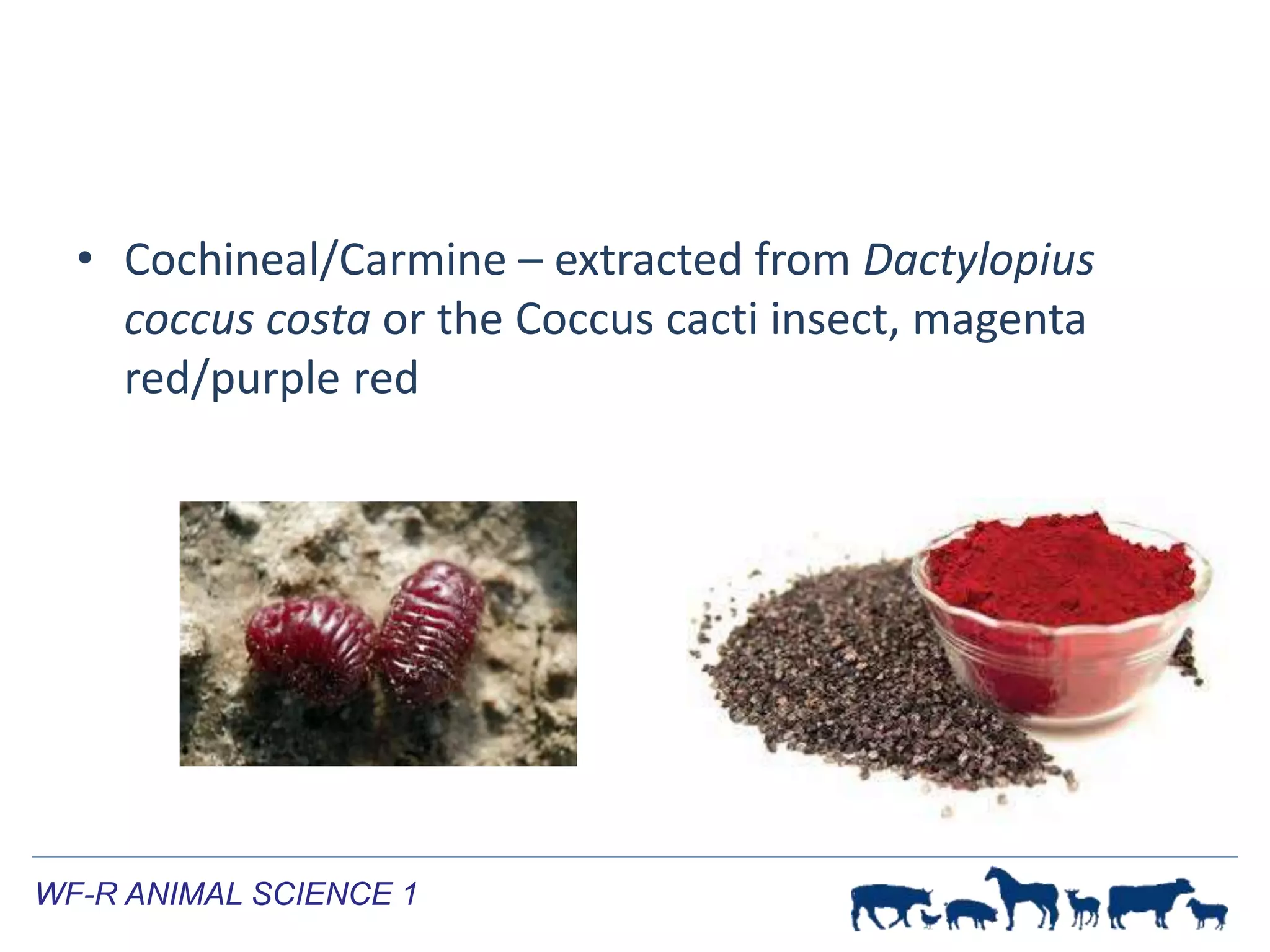Meat Processing | PPTX