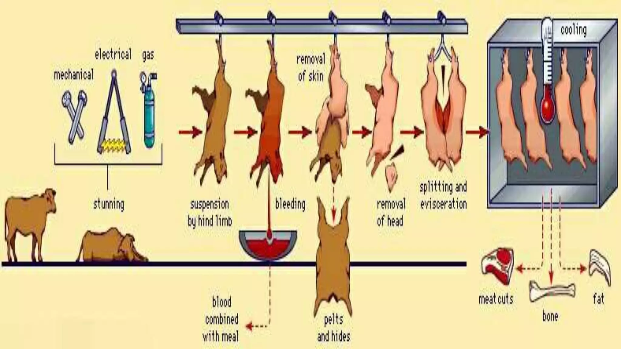 MEAT PROCESSING TECHNOLOGY | PPTX