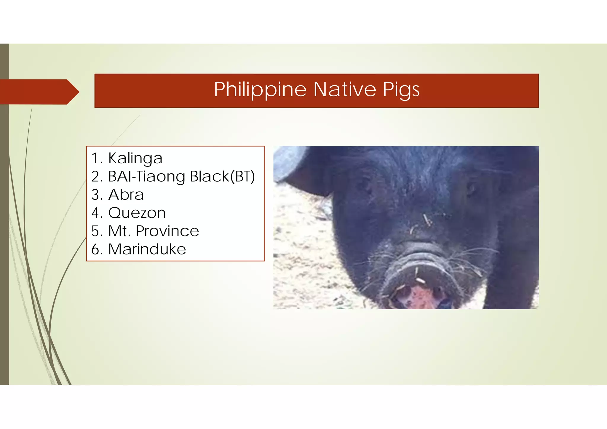 Meat processing from Organically-Grown Native Pig | PPT