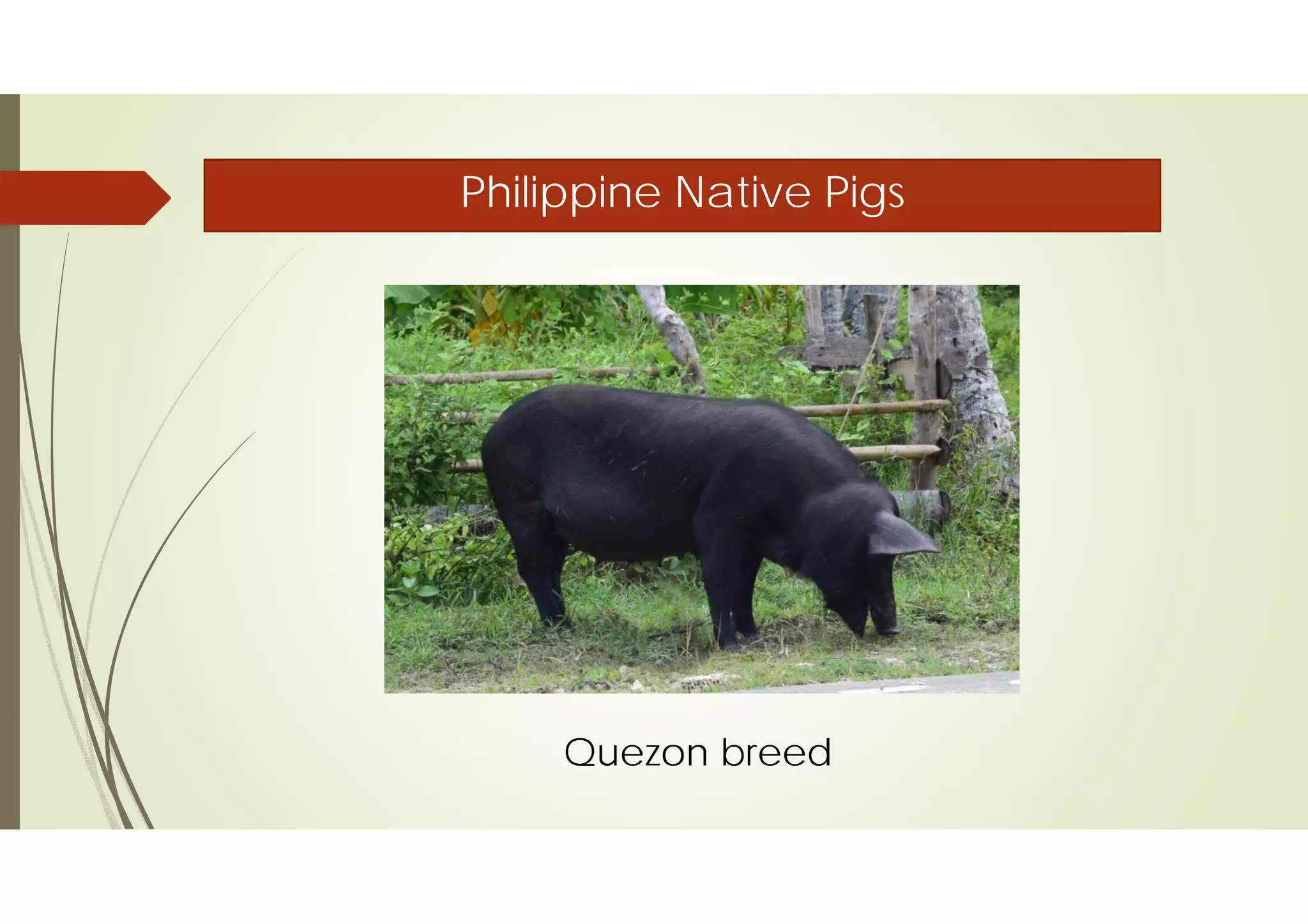 Meat processing from Organically-Grown Native Pig | PPT