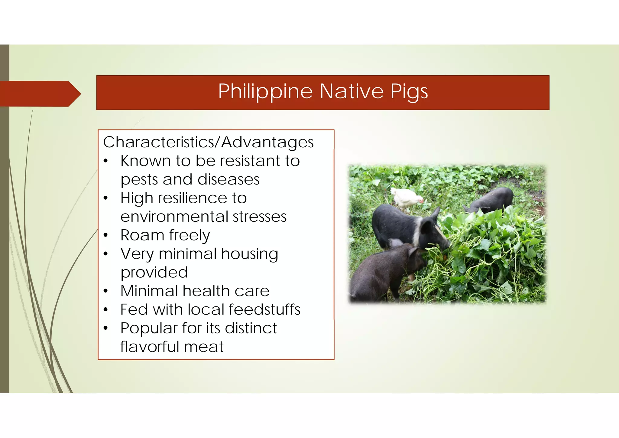 Meat processing from Organically-Grown Native Pig | PPT