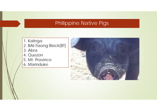 Meat processing from Organically-Grown Native Pig | PDF