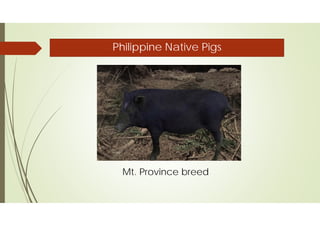 Meat processing from Organically-Grown Native Pig | PDF