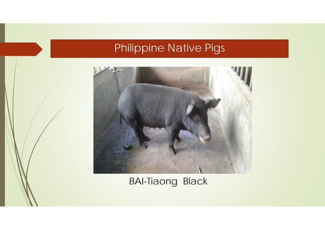 Meat processing from Organically-Grown Native Pig | PPT