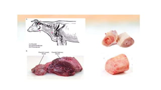 Microbial Decomposition and Spoilage of Meat | PPTX | Vegetarian Diets ...