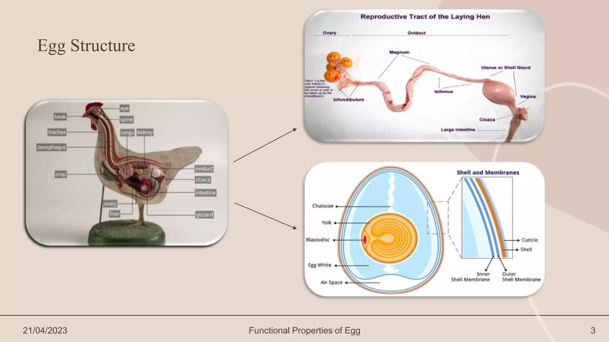 Factors affecting Functional property of Egg | PPTX