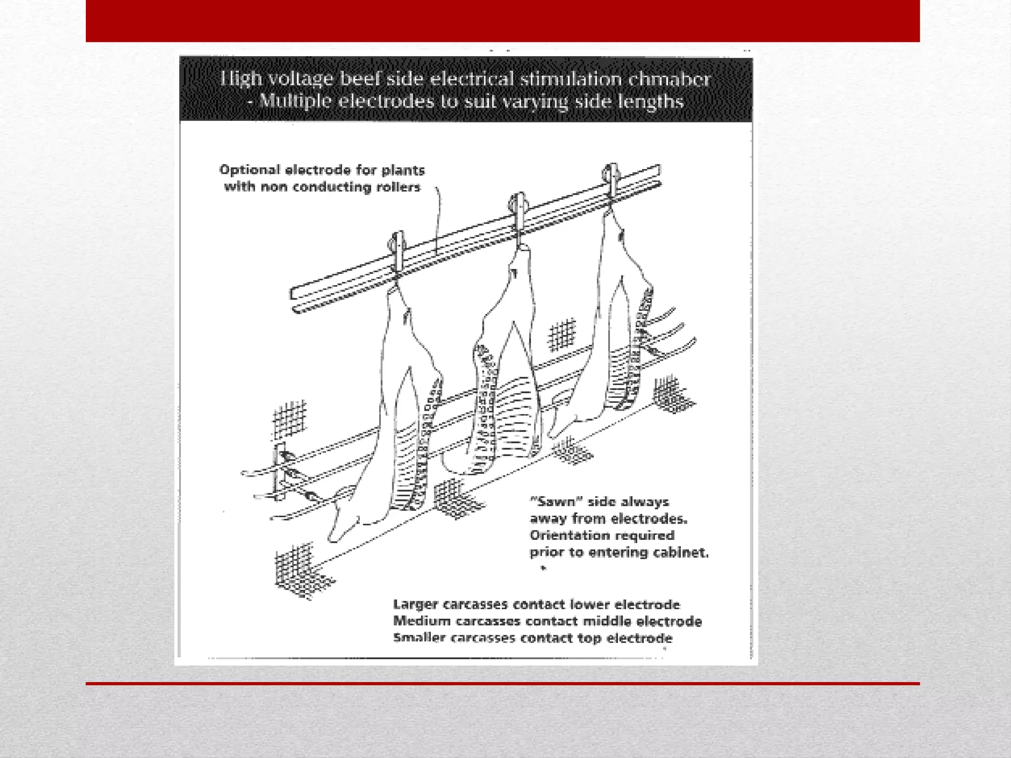 Meat tenderization | PPTX
