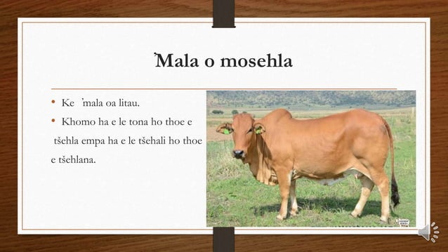 MEBALA EA LIKHOMO.pptx