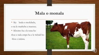 MEBALA EA LIKHOMO.pptx