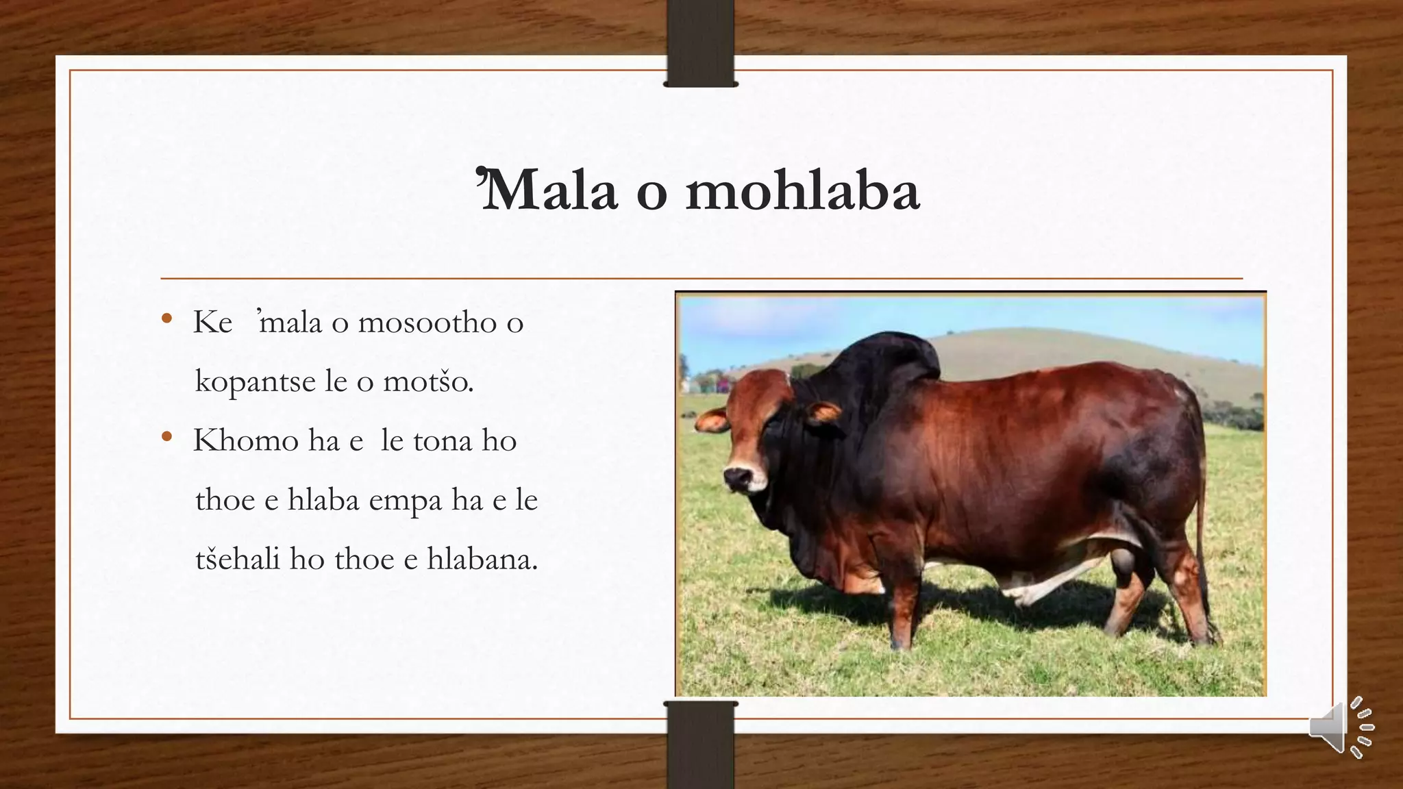 mebala ea likhomo.pptx