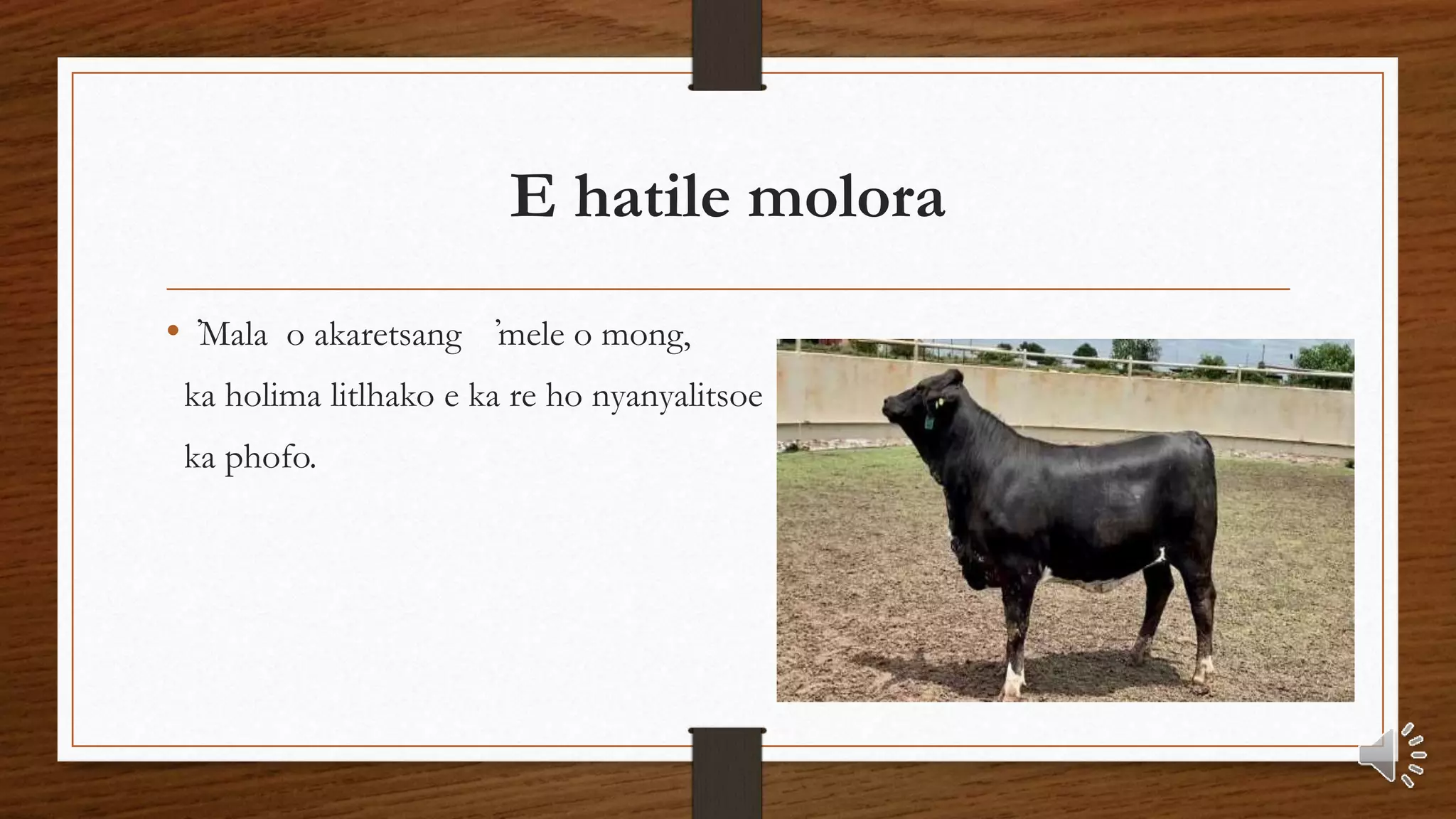 mebala ea likhomo.pptx