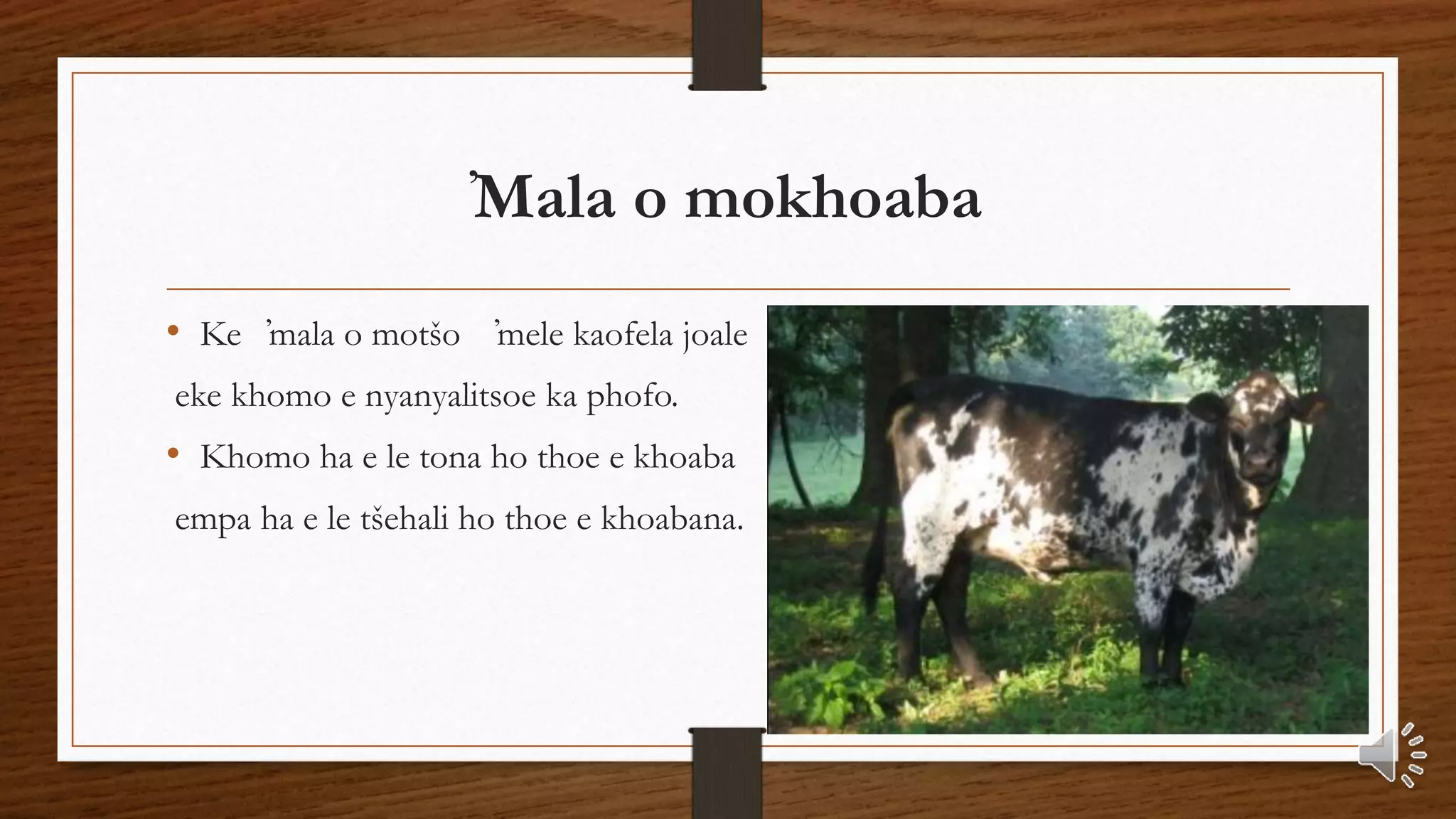 mebala ea likhomo.pptx