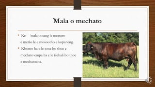 mebala ea likhomo.pptx