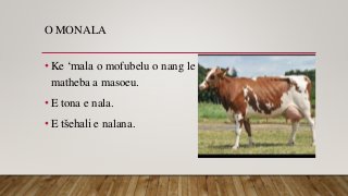 MEBALA EA LIPHOOFOLO.pptx