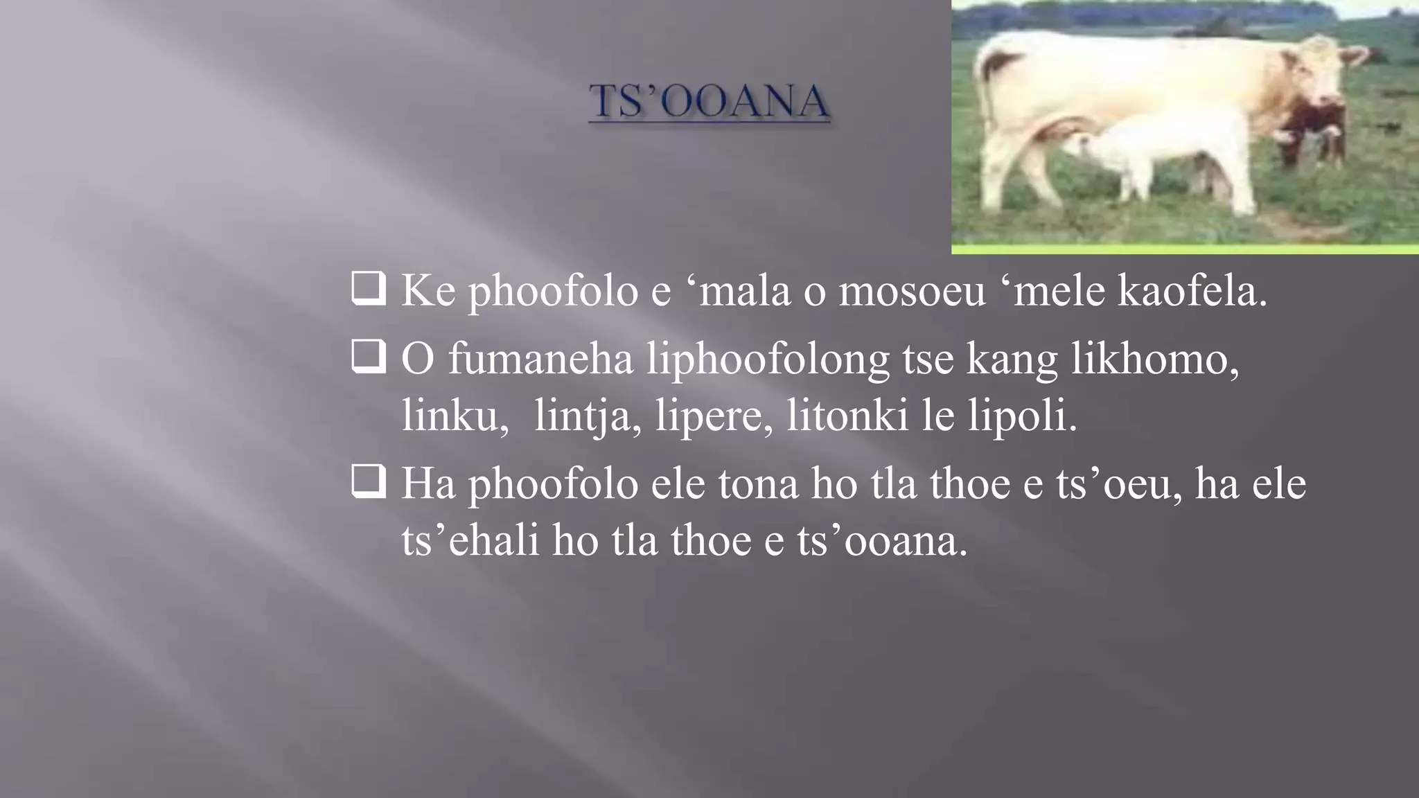 MEBALA EA LIPHOOFOLO.pptx