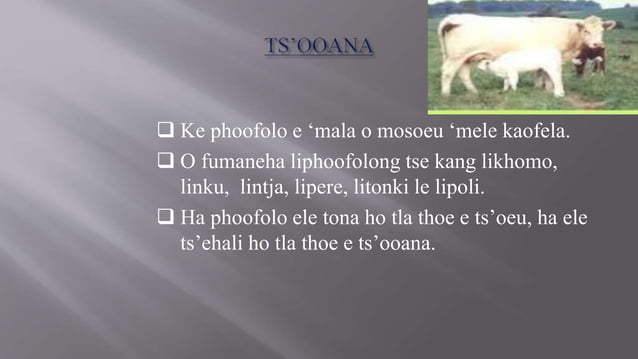 MEBALA EA LIPHOOFOLO.pptx