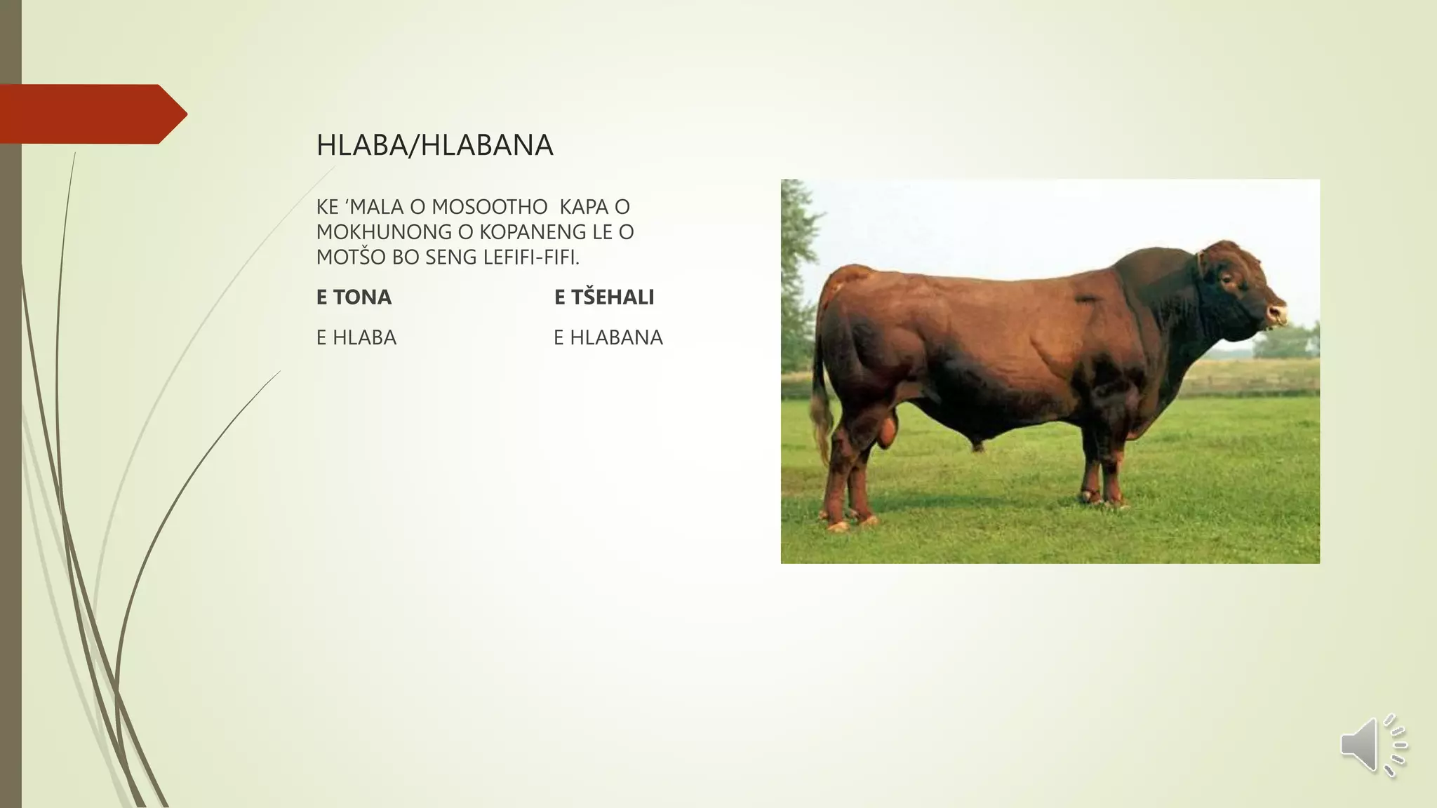 MEBALA EA LIPHOOFOLO.pptx
