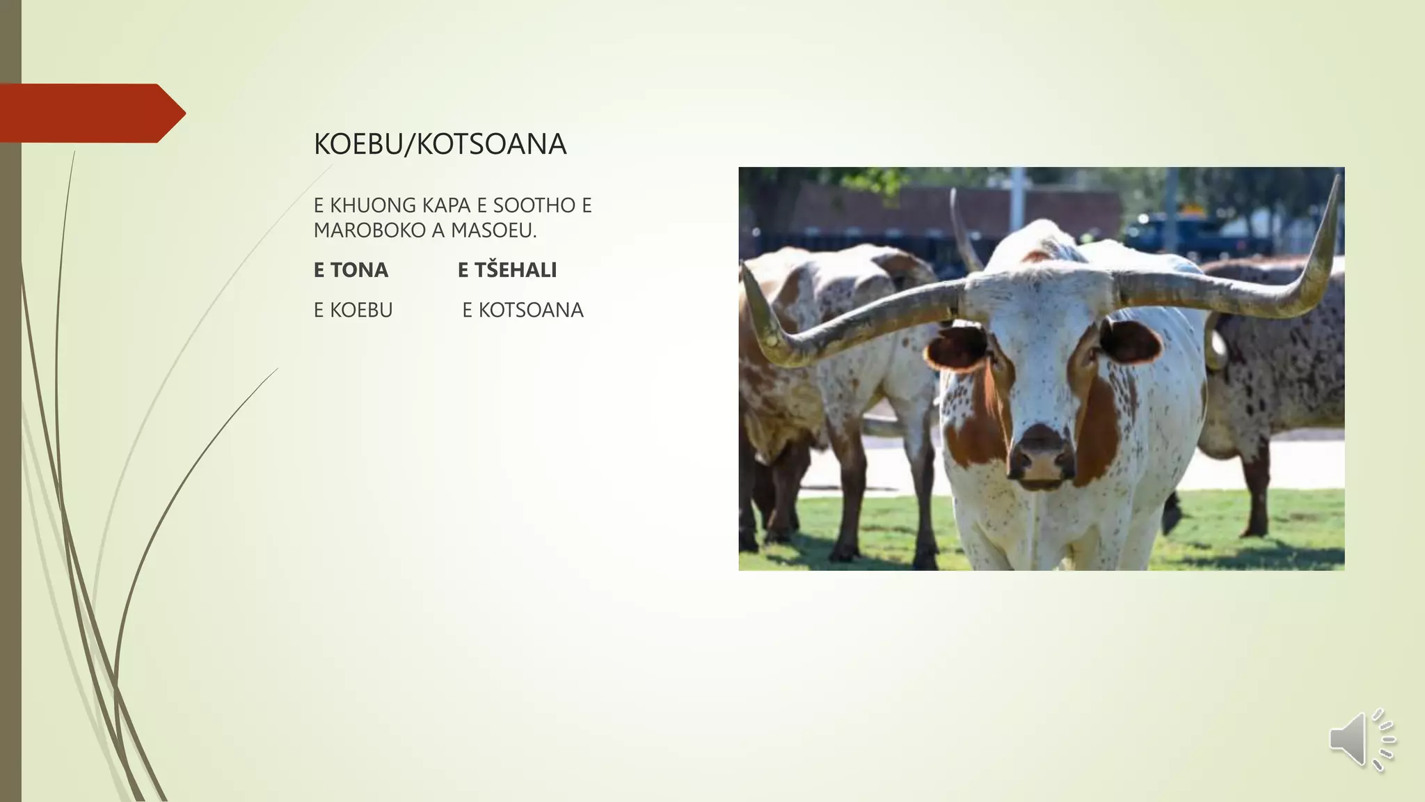 MEBALA EA LIPHOOFOLO.pptx