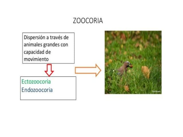 Mecanismo de dispersión | PPT
