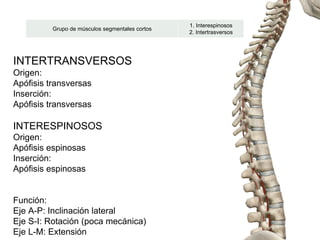 3.4 Mecánica muscular | PPT