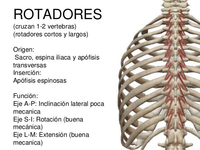 3.4 Mecánica muscular