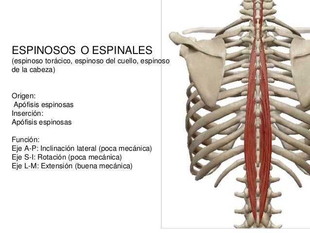 3.4 Mecánica muscular