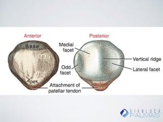 Mecanica articular de la rodilla | PDF