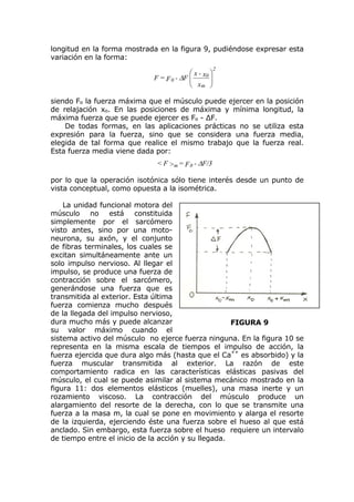 Mecanica muscular | PDF