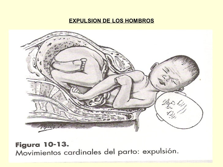 Mecanismo De Trabajo De Parto Pablo