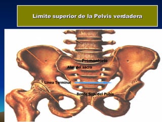 Mecanismo Del Parto | PPT