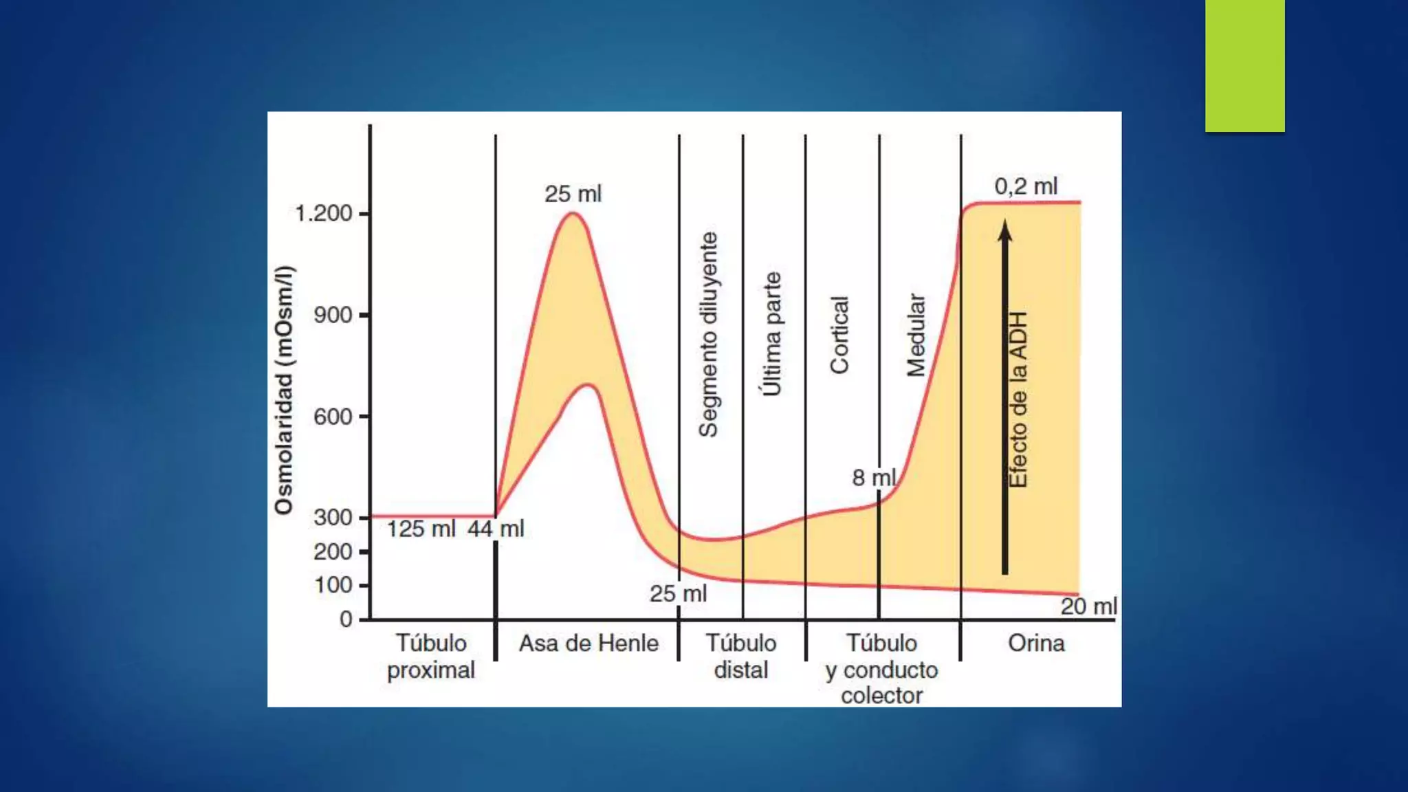 Mecanismo de Contracorriente | PPTX