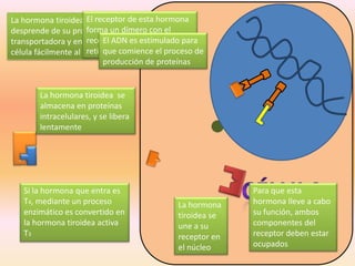 Mecanismo de acción hormonal | PPTX