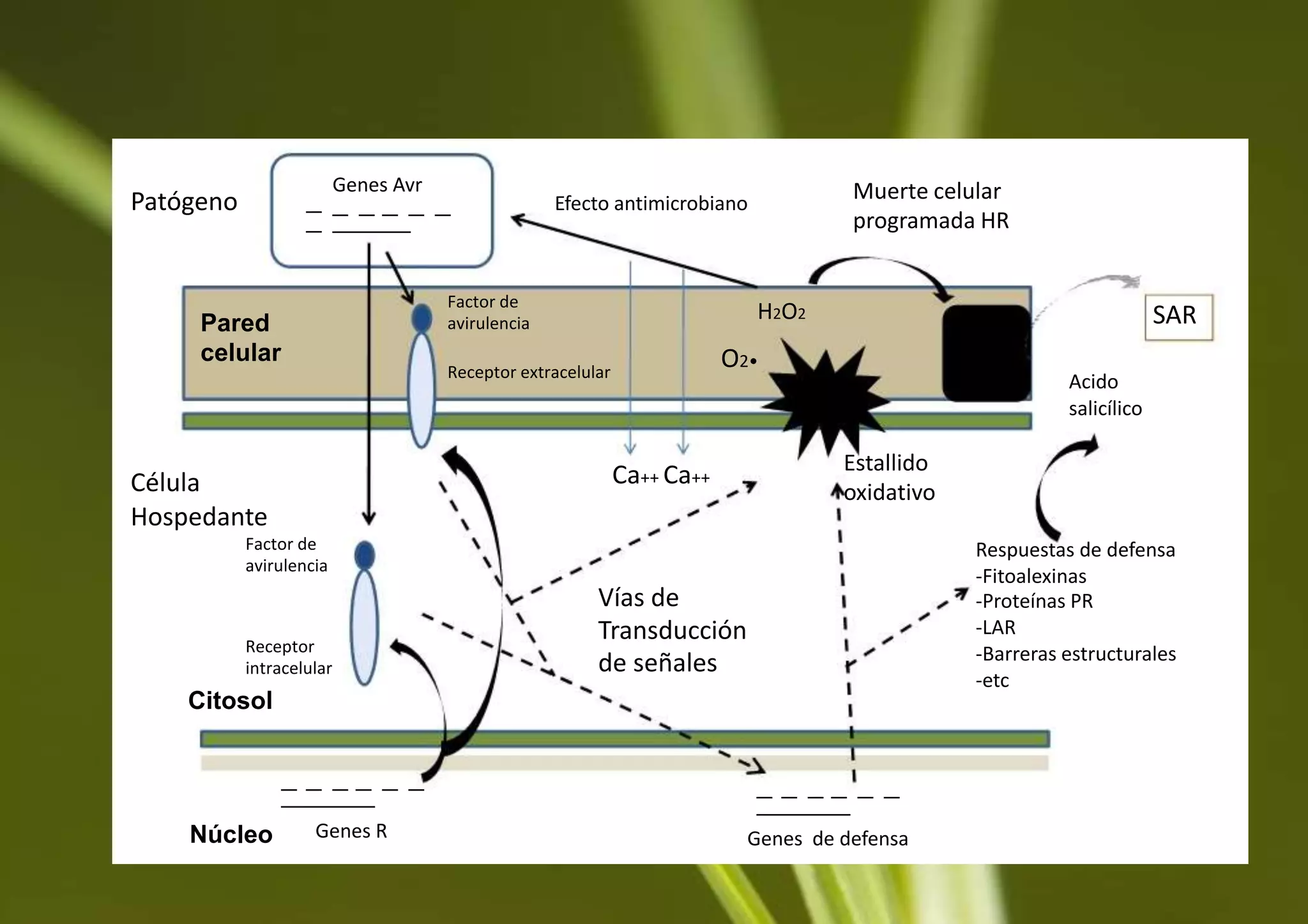 Mecanismo de defensa de las plantas | PPTX