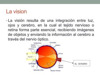 Mecanismo de la vision | PPTX