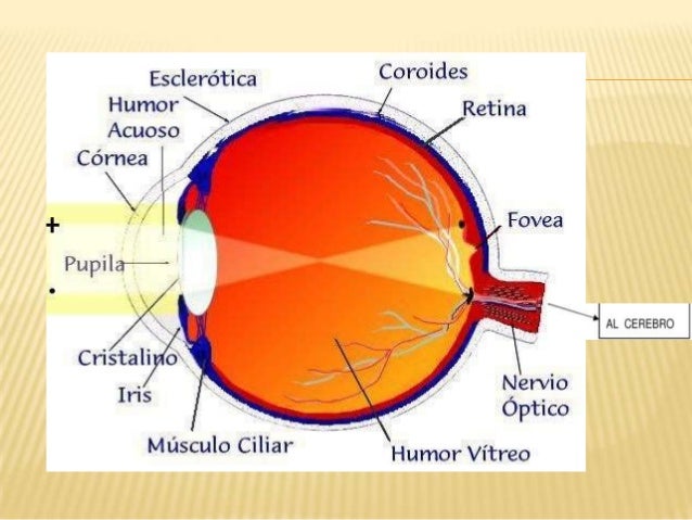 Mecanismo de la vision (1)