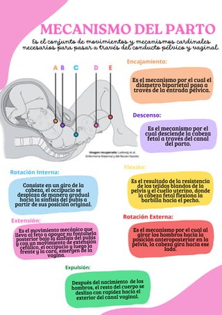 MECANISMO DEL PARTO.pdf