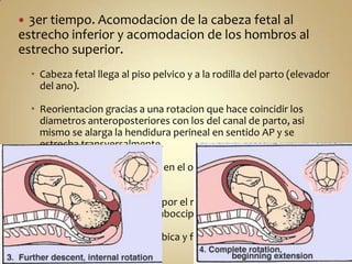 Mecanismo de parto | PPTX